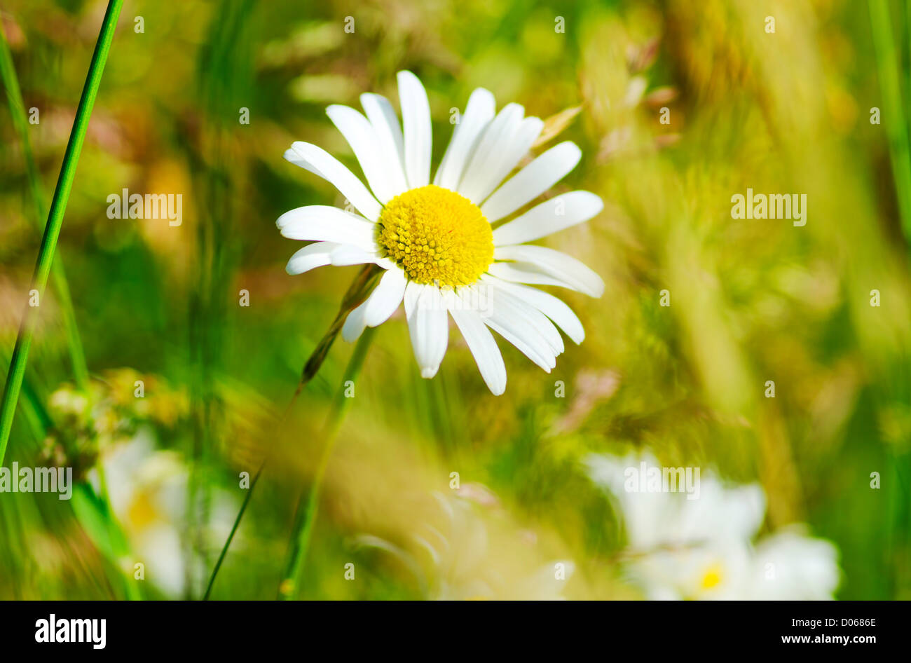a daisy flower Stock Photo - Alamy