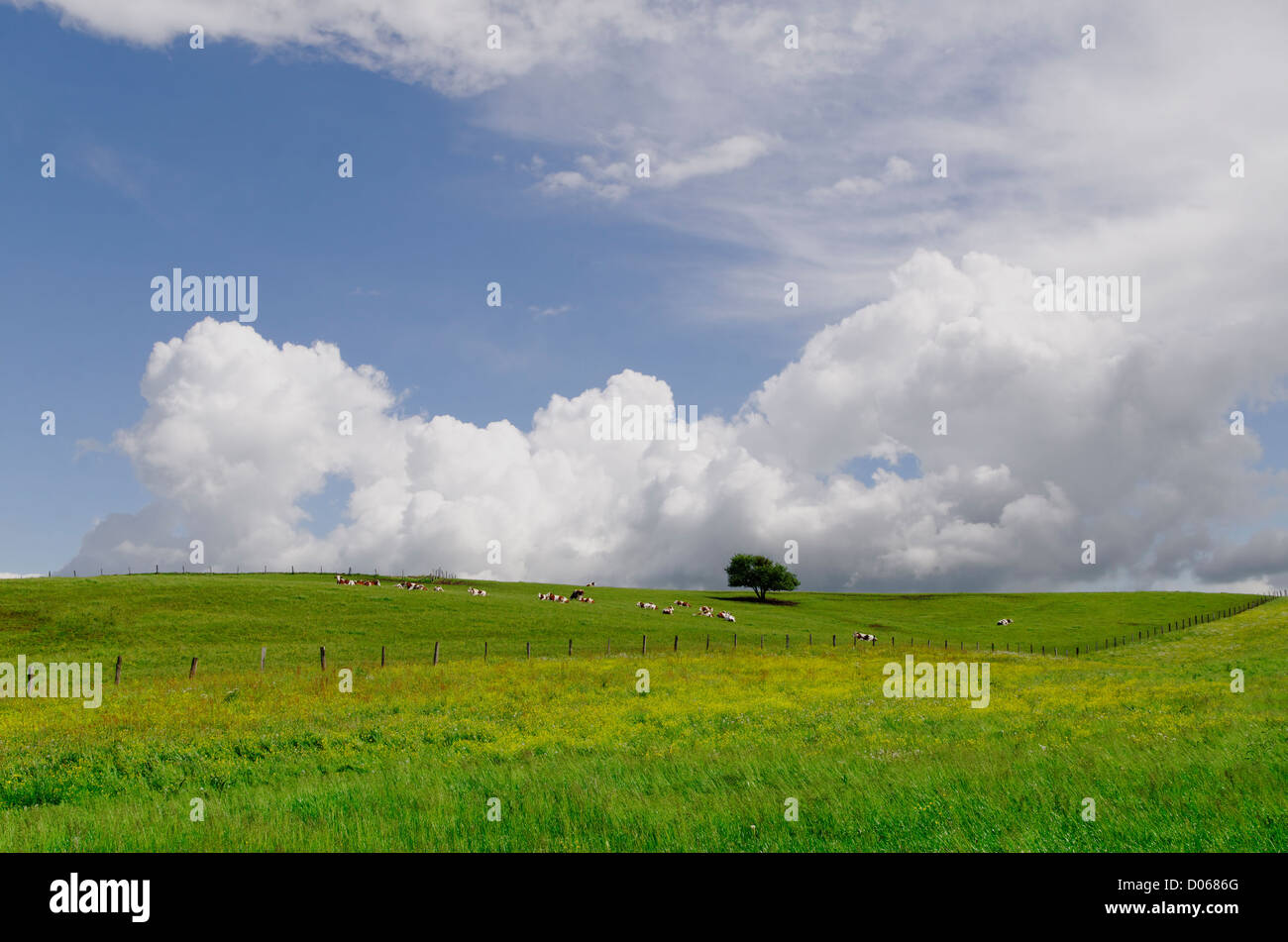 Cows isolated hi-res stock photography and images - Alamy