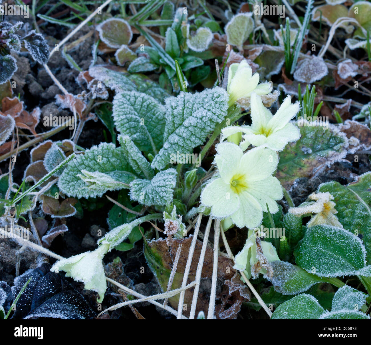 Winter Frost on Primrose flowers and leaves Stock Photo - Alamy