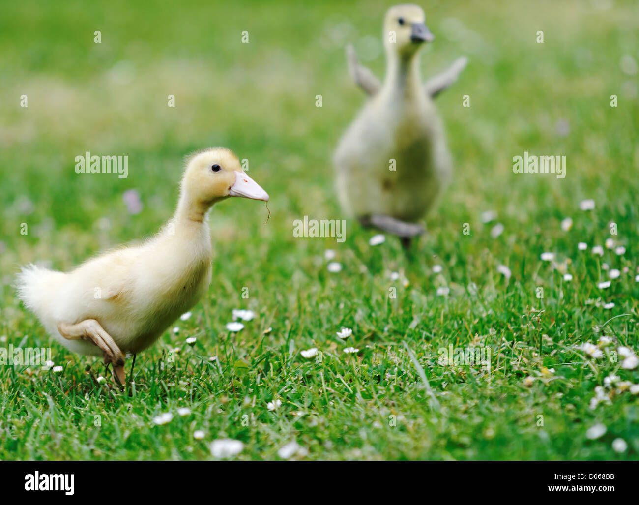 Ducklings on poultry farm hi-res stock photography and images - Alamy