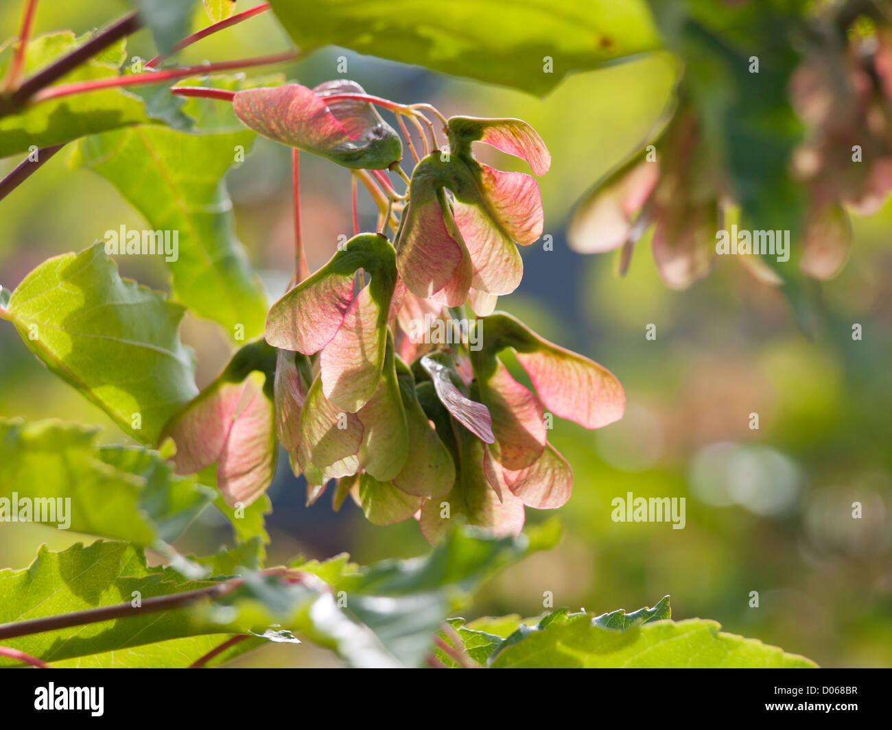 Norway Maple Tree High Resolution Stock Photography and Images - Alamy