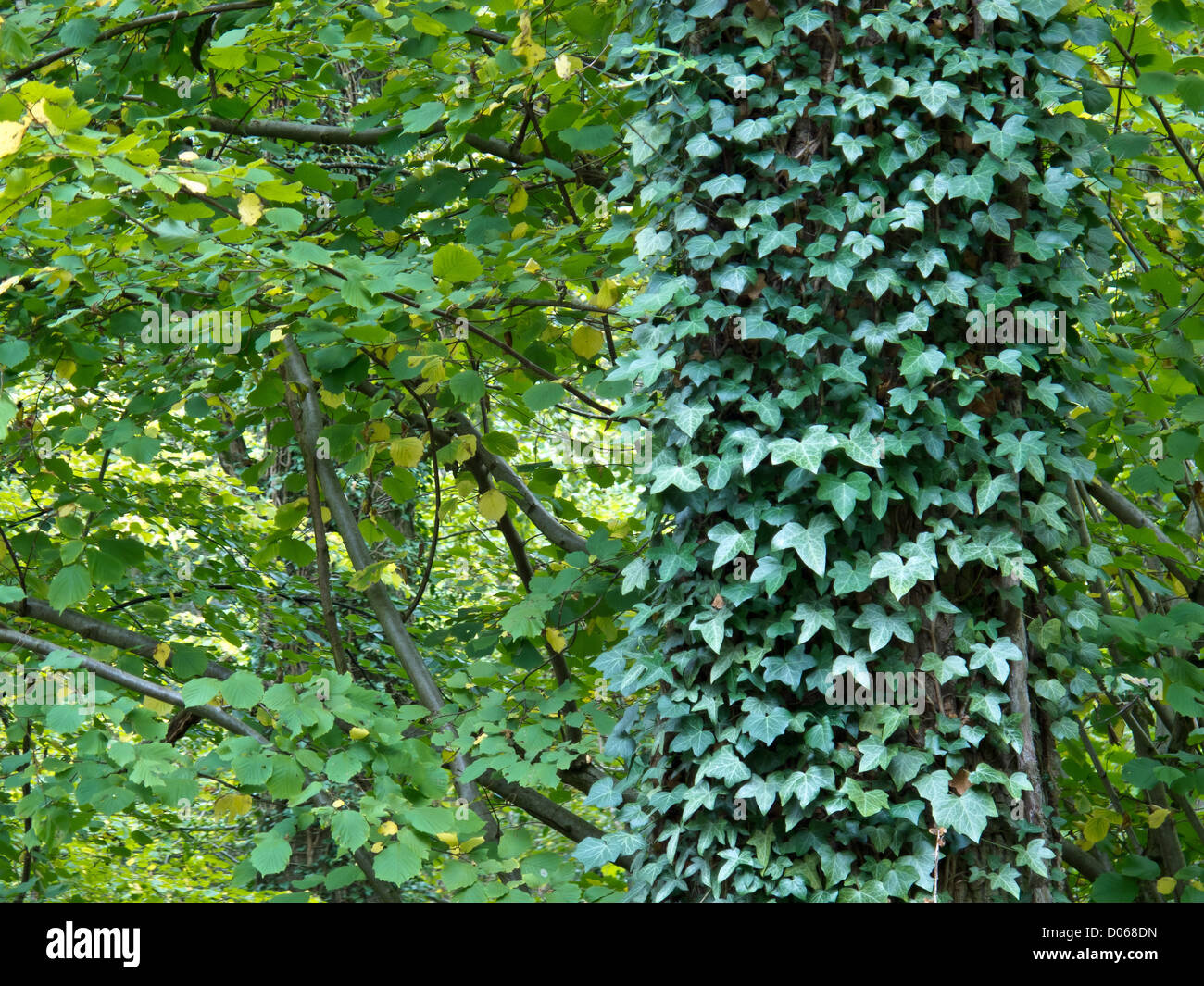 Ivy growing around tree hi-res stock photography and images - Alamy