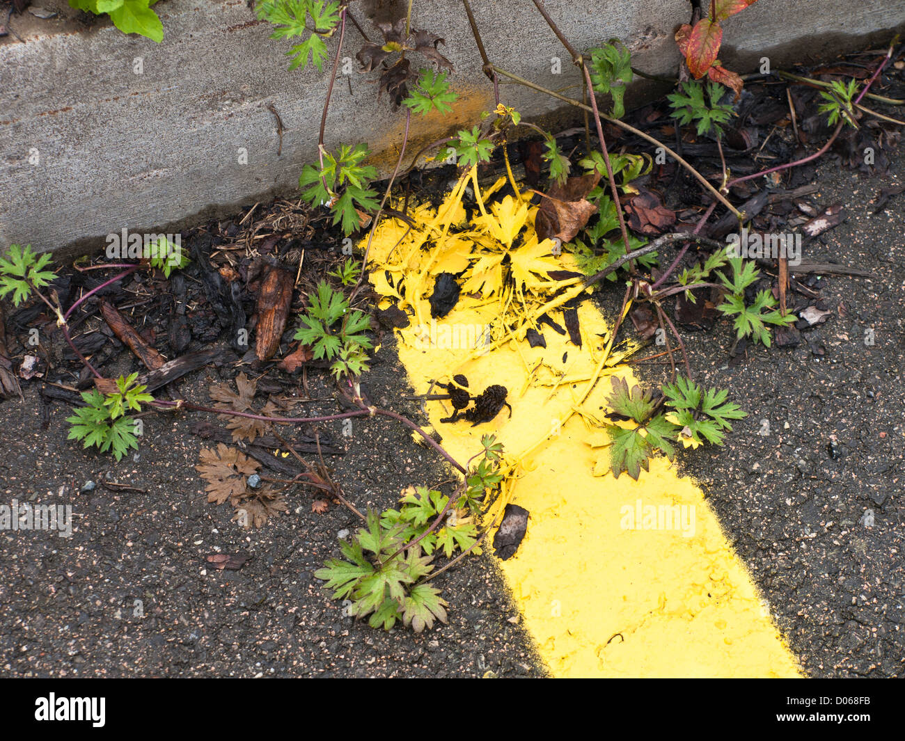 Yellow line freshly painted in car park on top of vegetation Stock ...