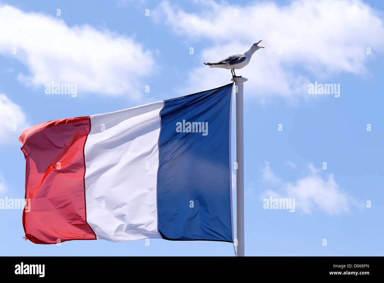 the french flag and a seagull Stock Photo - Alamy