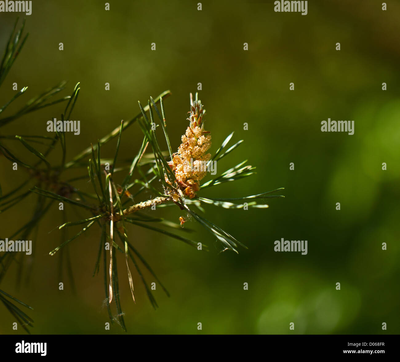 Pine Tree Flower against green background Stock Photo - Alamy