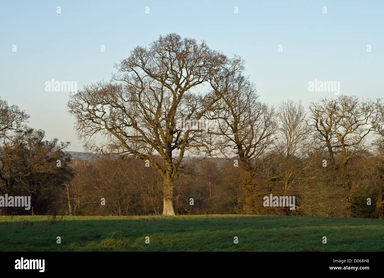 Deciduous and evergreen trees in field in winter Stock Photo - Alamy