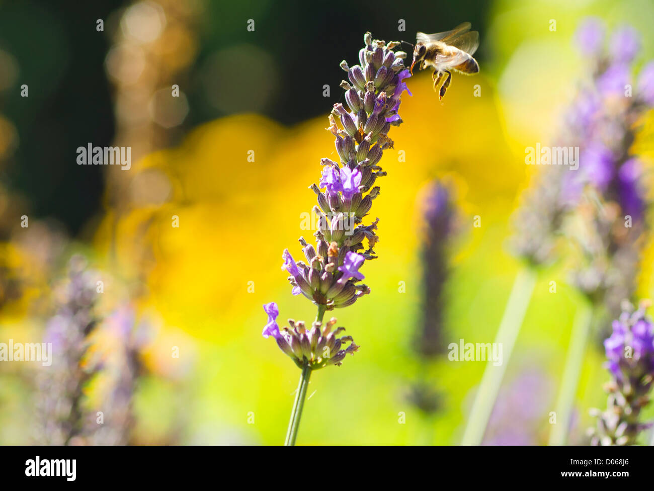 a bee foraging a lavander flower Stock Photo - Alamy
