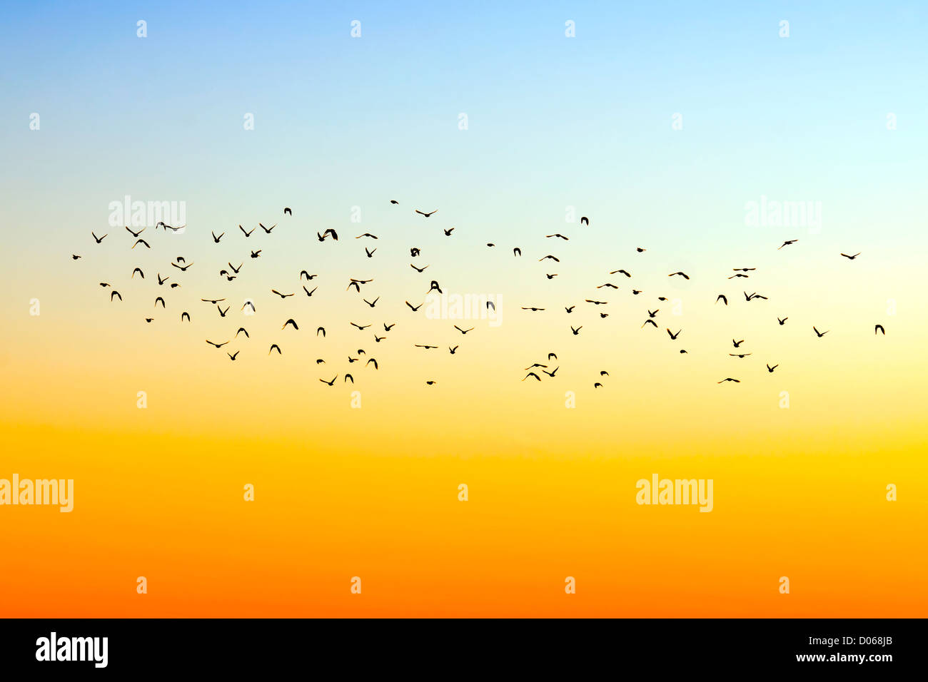 flight of birds Stock Photo - Alamy