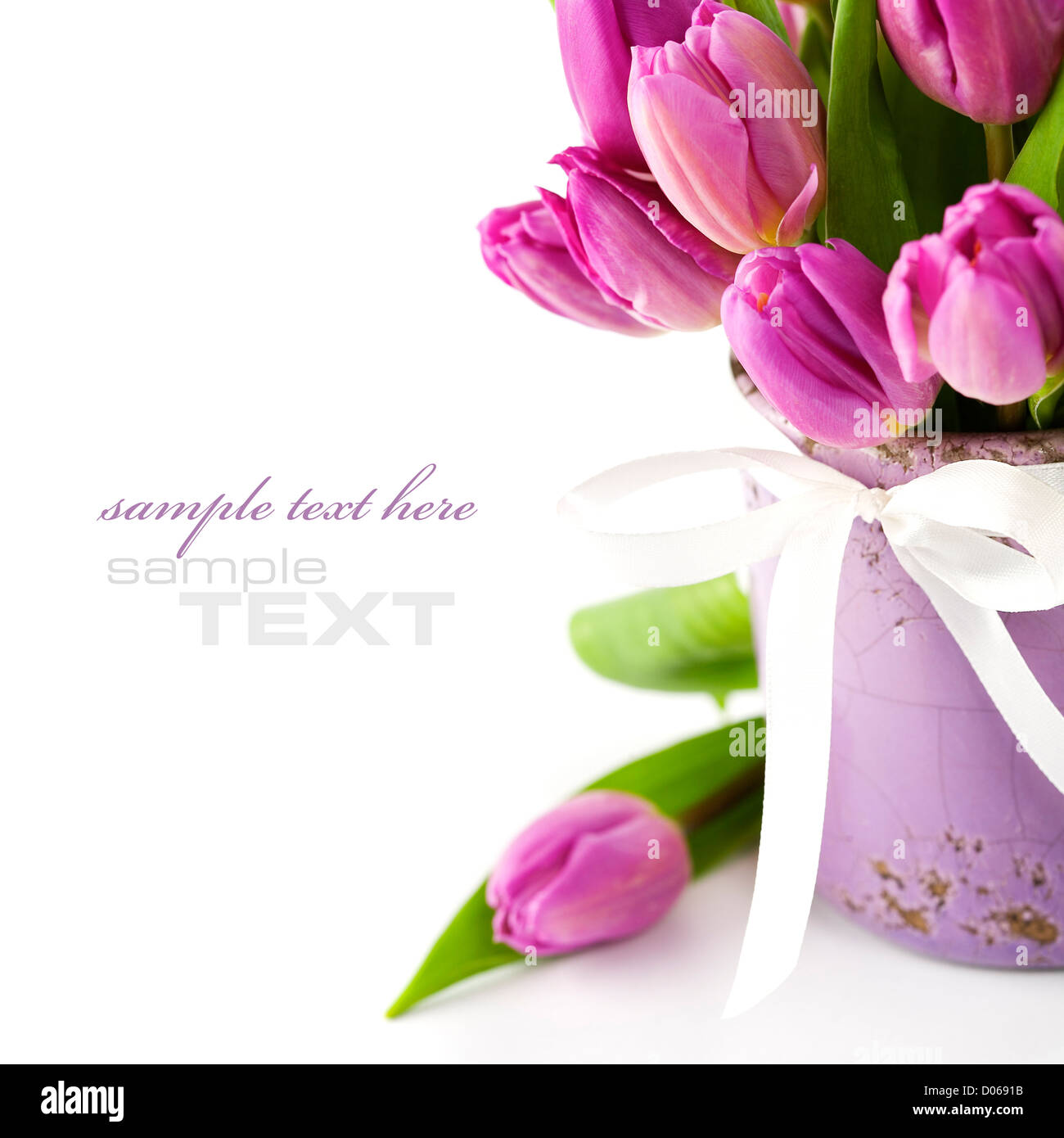 Pink tulips on white background (with sample text Stock Photo - Alamy