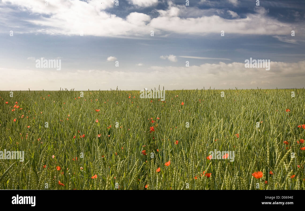 Poppy flower farm with nature hi-res stock photography and images - Alamy