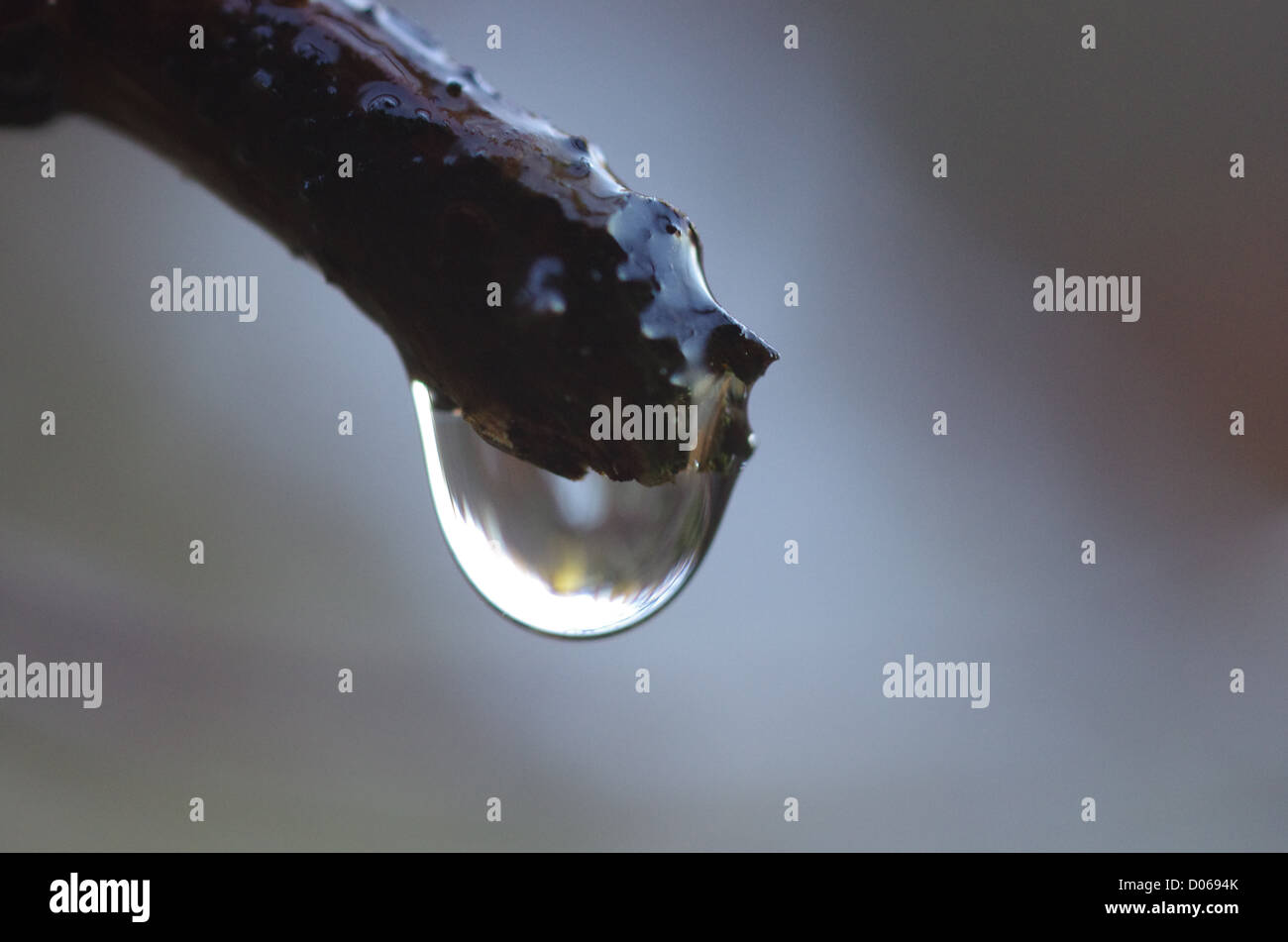 Tear dripping hi-res stock photography and images - Alamy