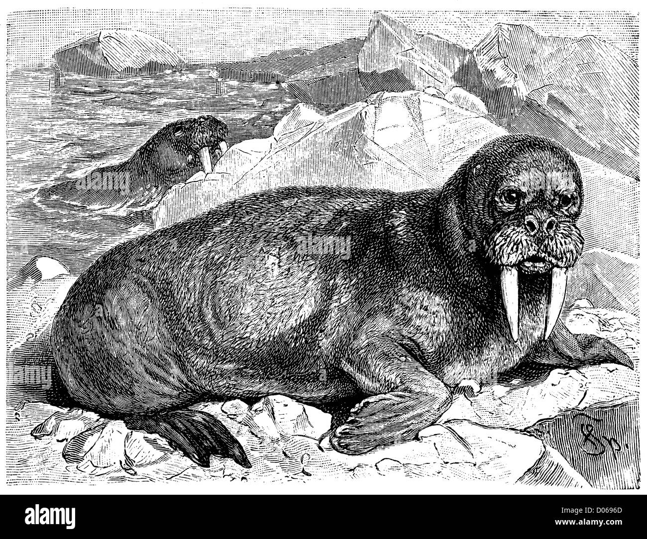 Black and white walrus hi-res stock photography and images - Alamy