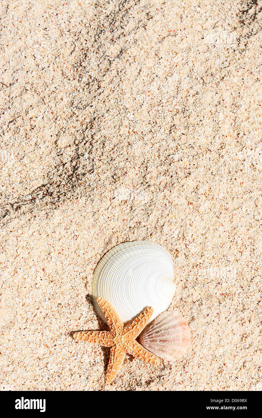 sea shells with sand as background Stock Photo - Alamy