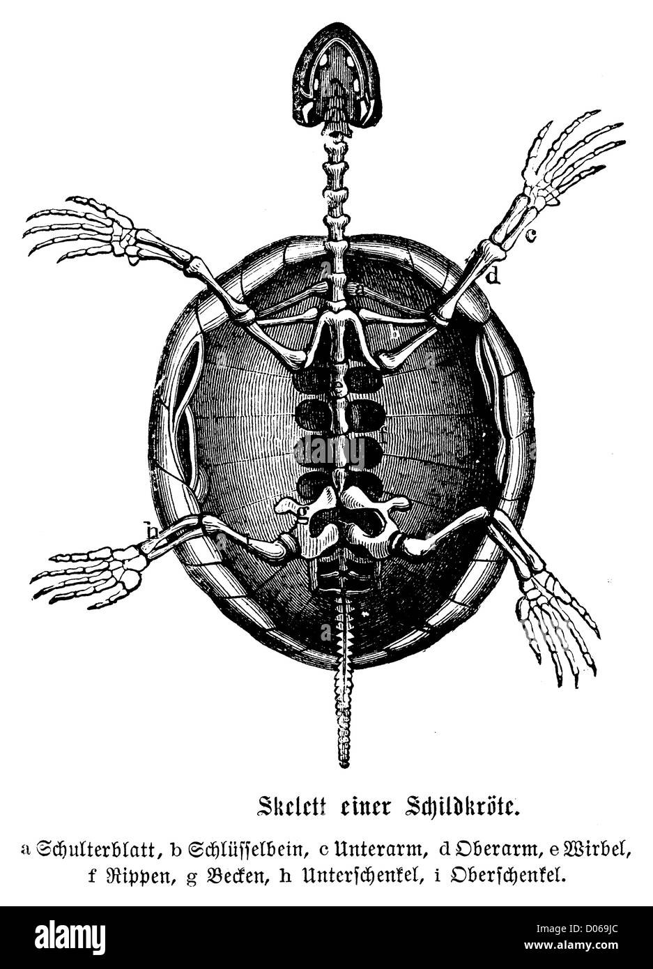 Tortoise: skeleton Stock Photo: 51770388 - Alamy