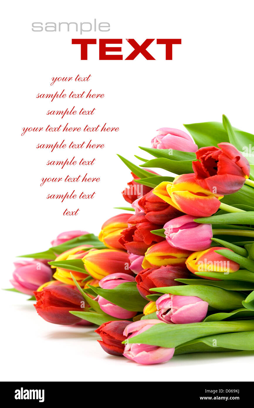 fresh tulips on white background (with sample text Stock Photo - Alamy