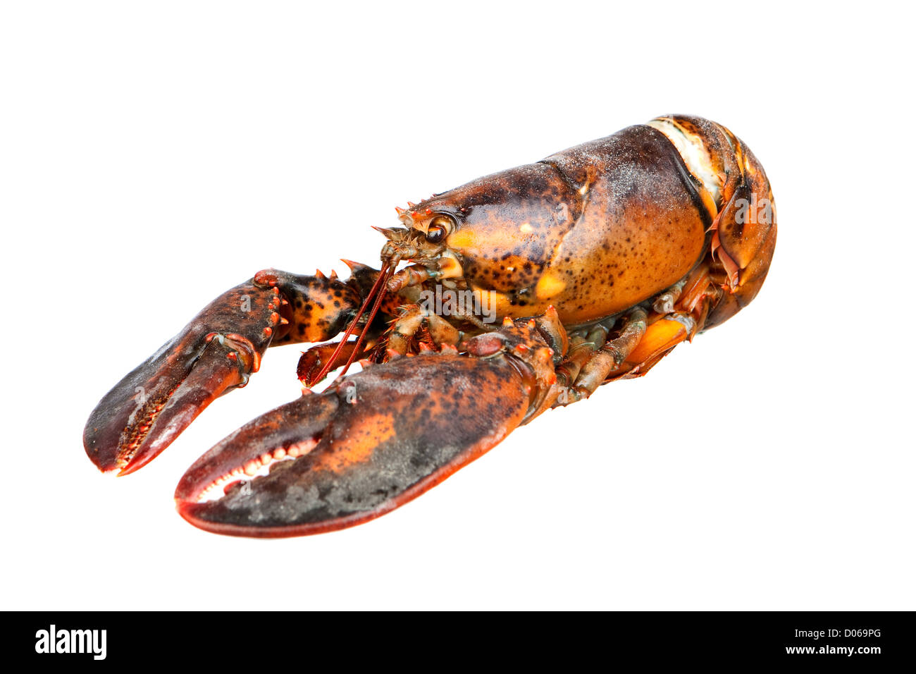 Nice piece of lobster isolated on white background Stock Photo - Alamy