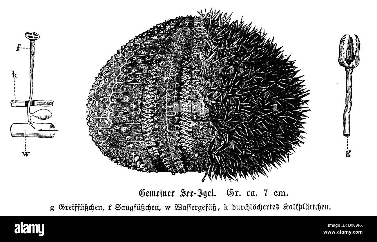 Echinus Diagram