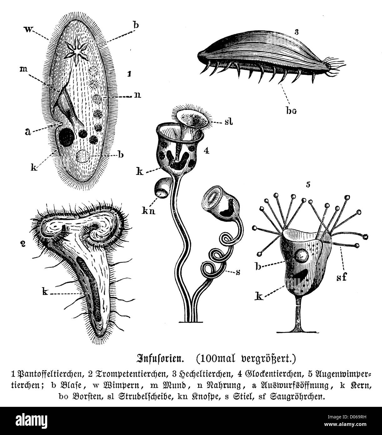 Infusoria hi-res stock photography and images - Alamy