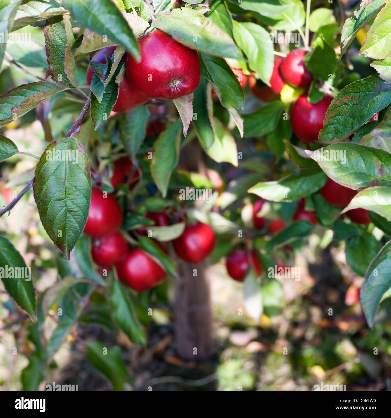 Vivid color apples hi-res stock photography and images - Alamy