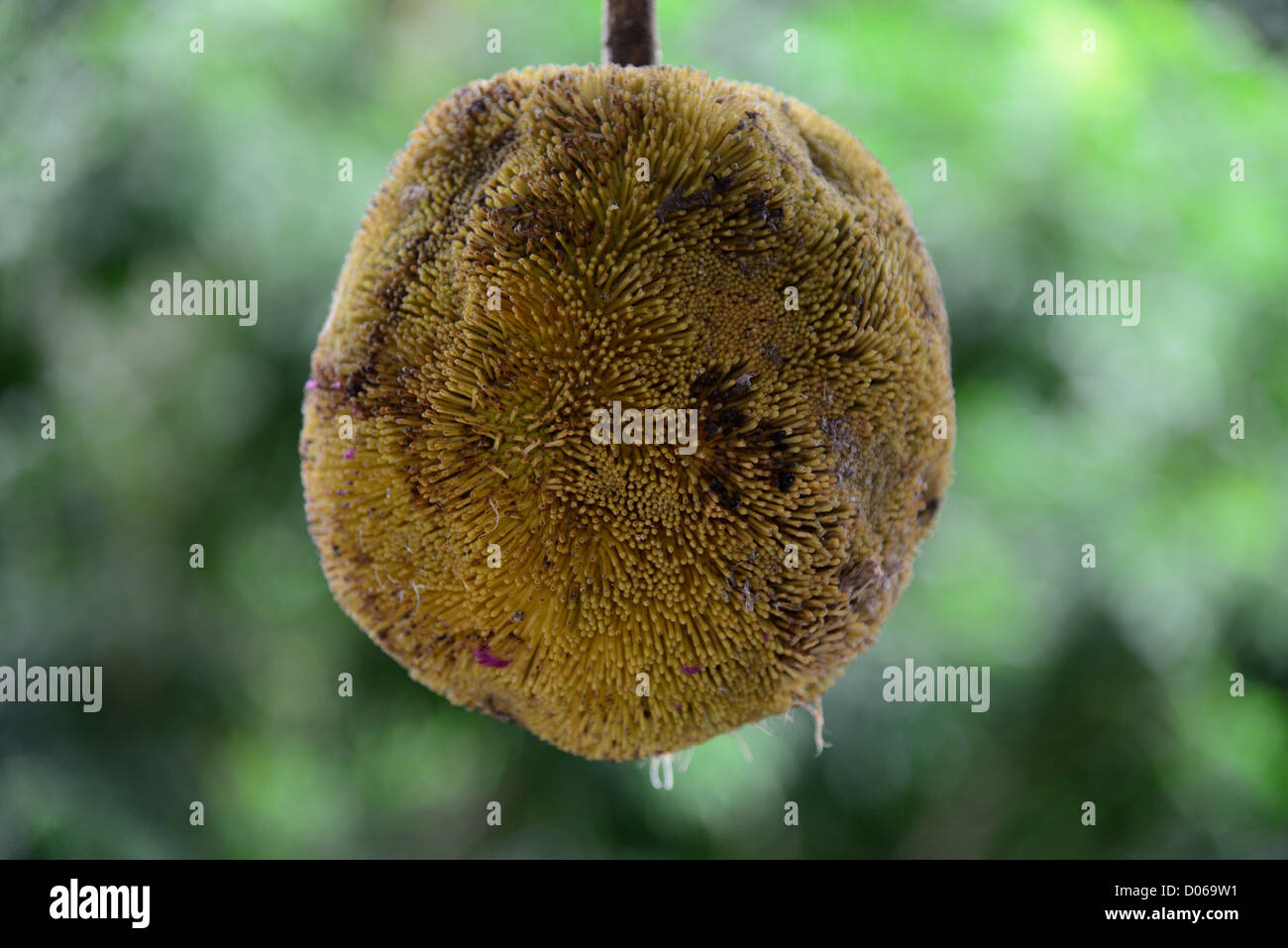 Terap the Prince of Fruits is the size of a small football and contains ...