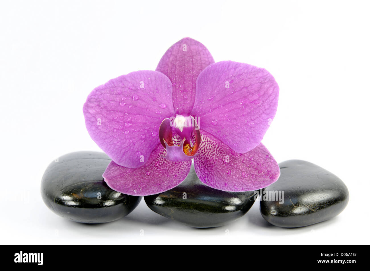 orchid on stone Stock Photo - Alamy