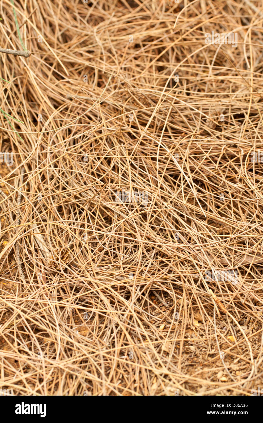 Weed texture hi-res stock photography and images - Alamy