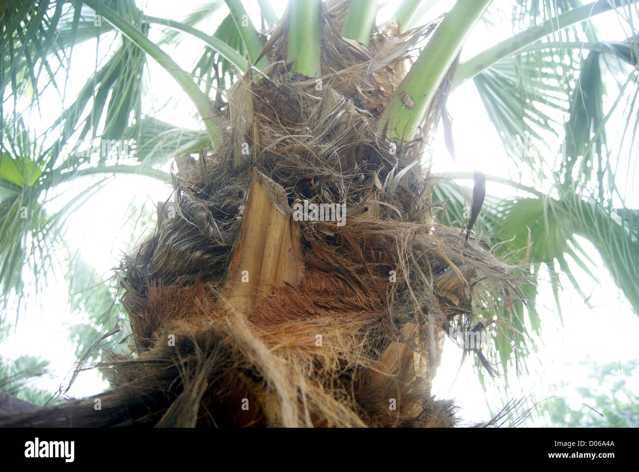Branches leaves palm trees hi-res stock photography and images - Alamy