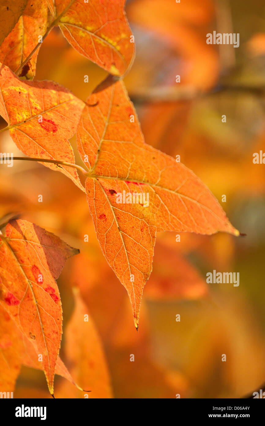 Red leaves forest background Stock Photo - Alamy
