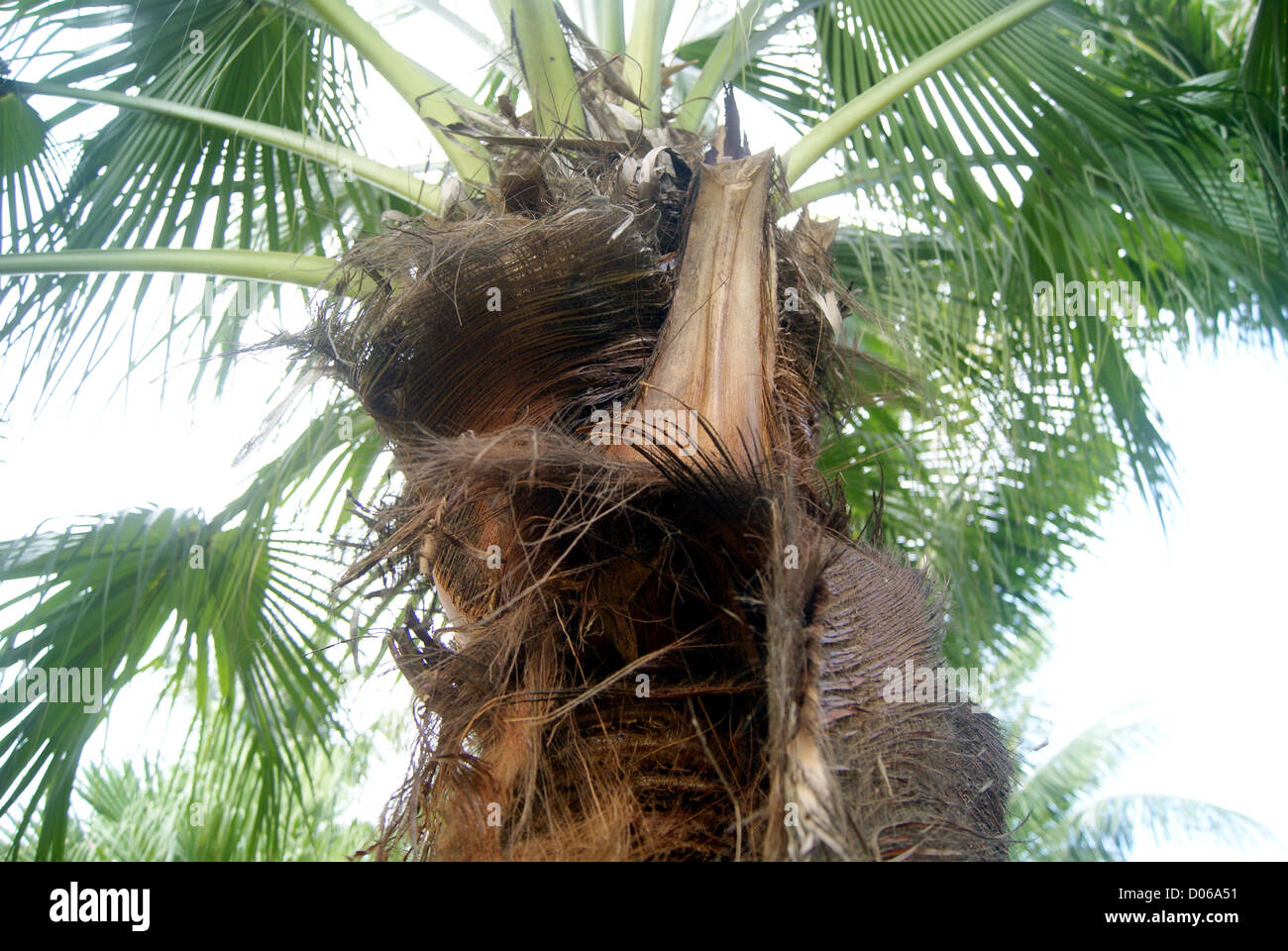 Branches leaves palm trees hi-res stock photography and images - Alamy