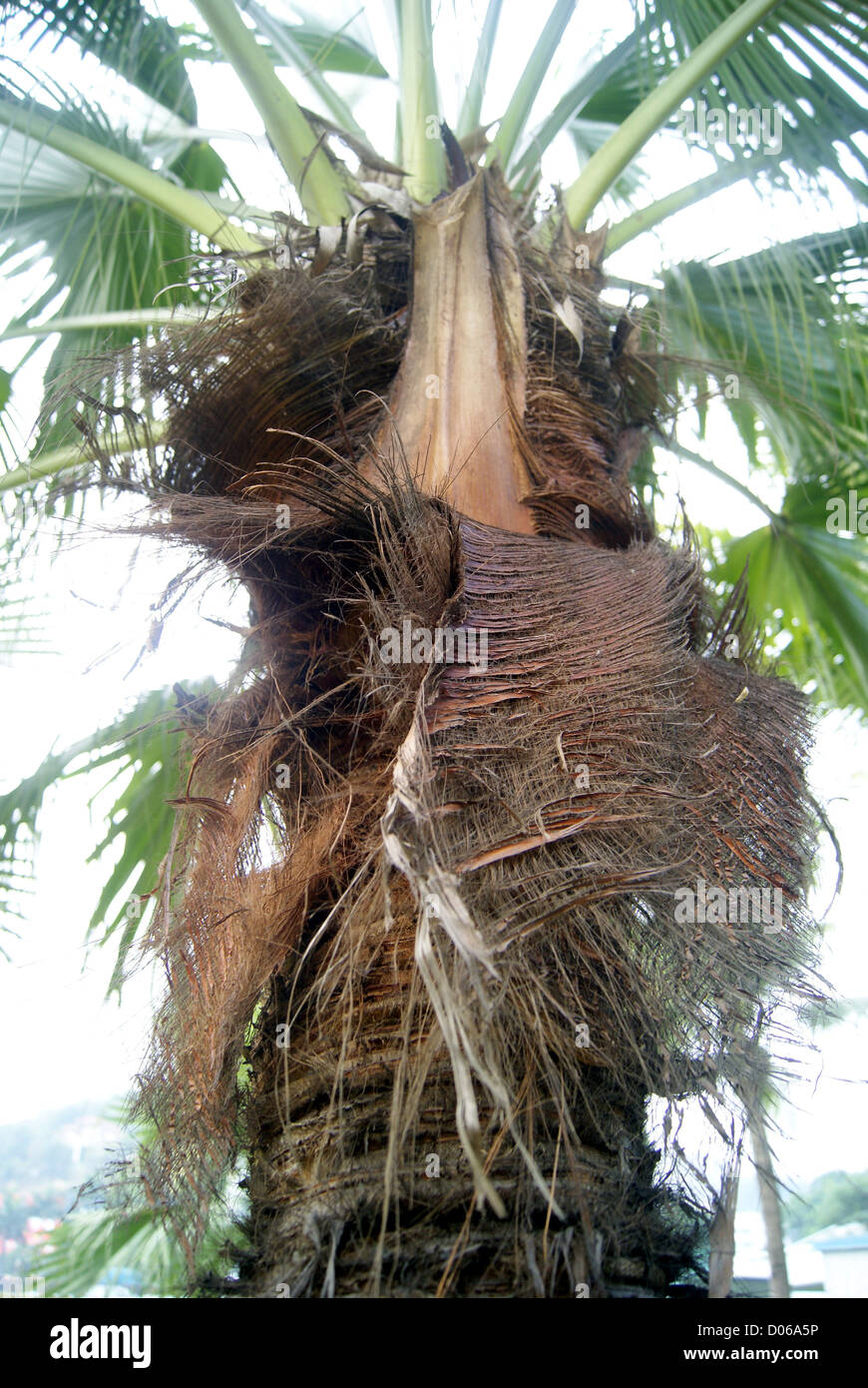 Branches leaves palm trees hi-res stock photography and images - Alamy