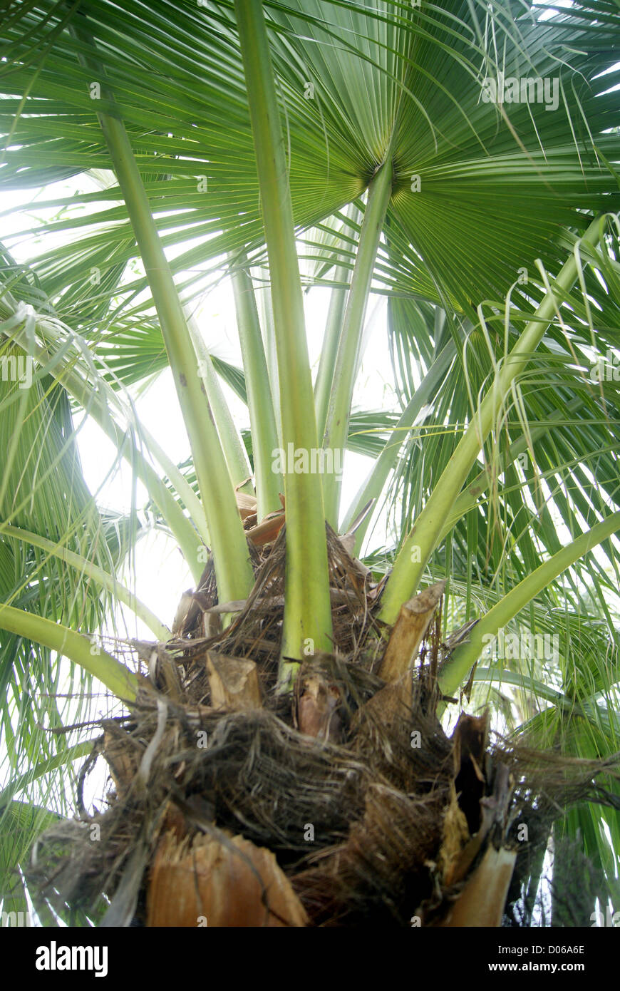 Branches leaves palm trees hi-res stock photography and images - Alamy