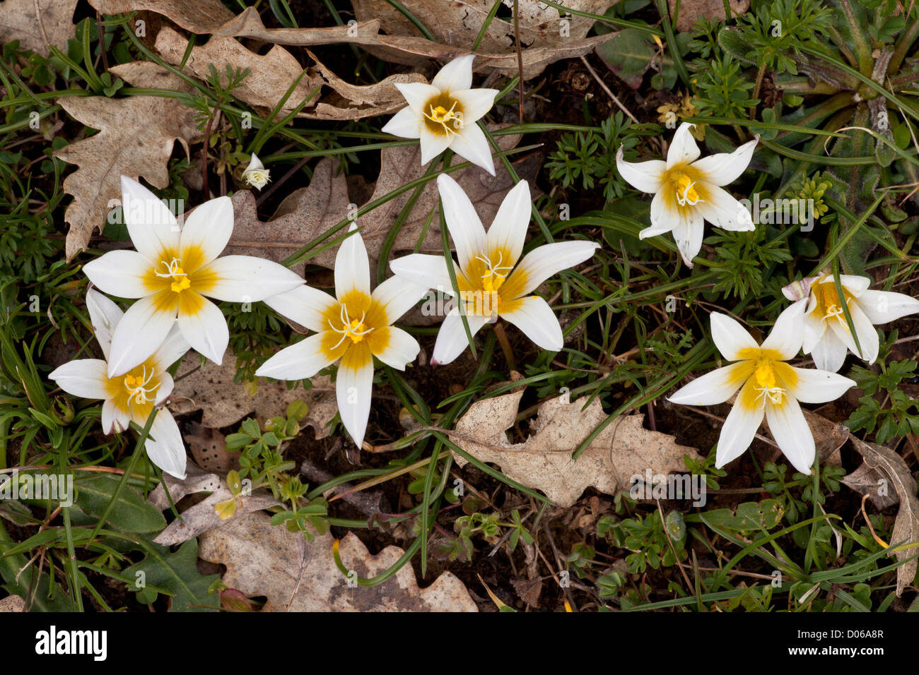 A sand-crocus, Romulea bulbocodium in flower, early spring; north ...