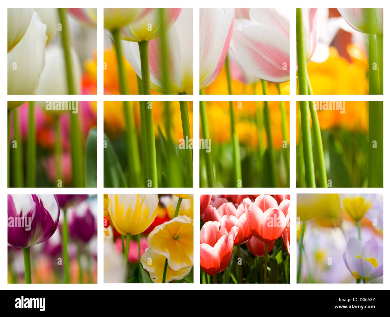 beautiful tulips collage made from twelve photos Stock Photo - Alamy