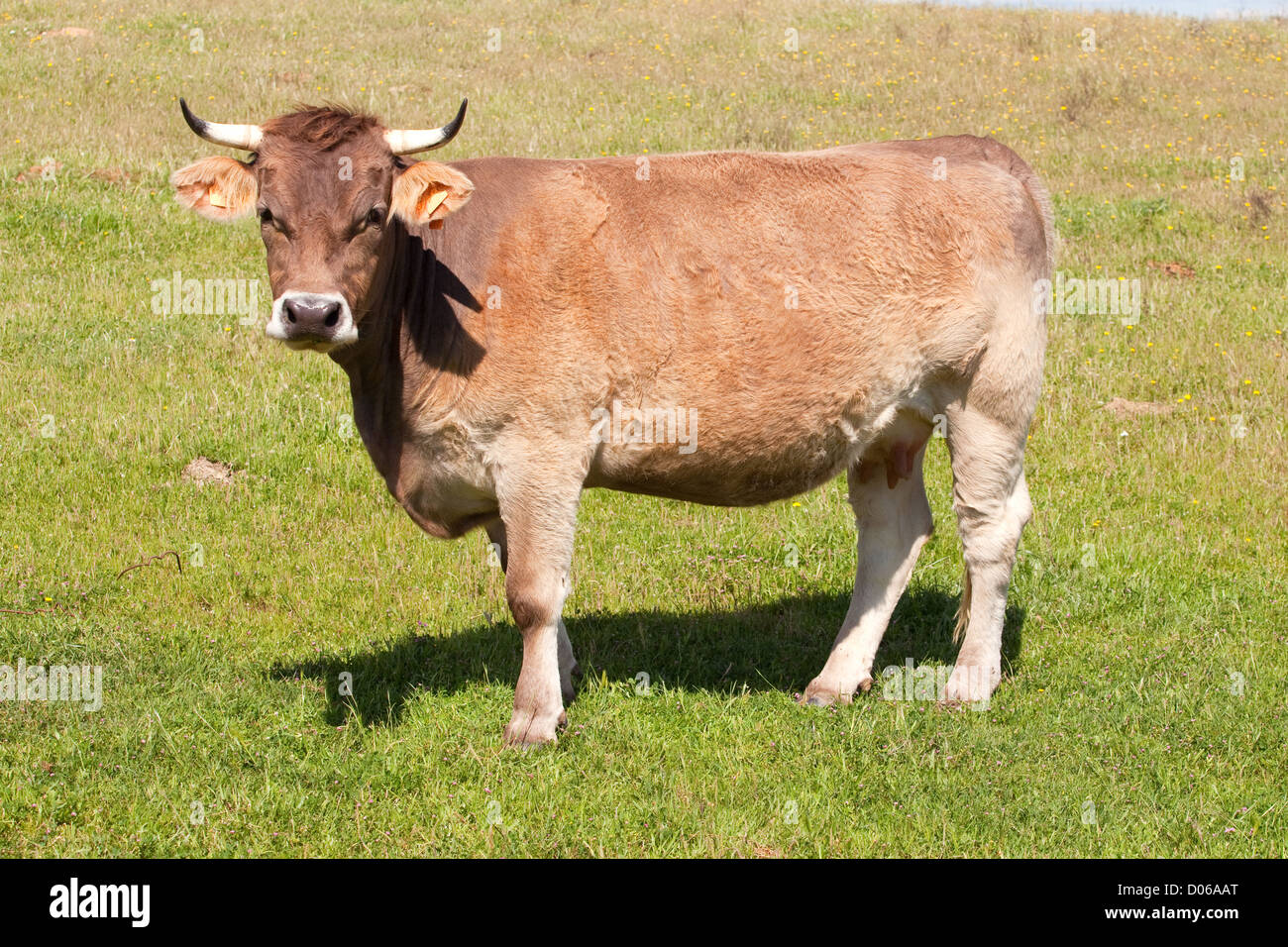 Cow with big horns in the field Stock Photo - Alamy