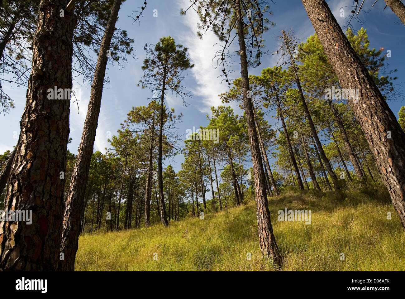 Sunlight france forest hi-res stock photography and images - Alamy