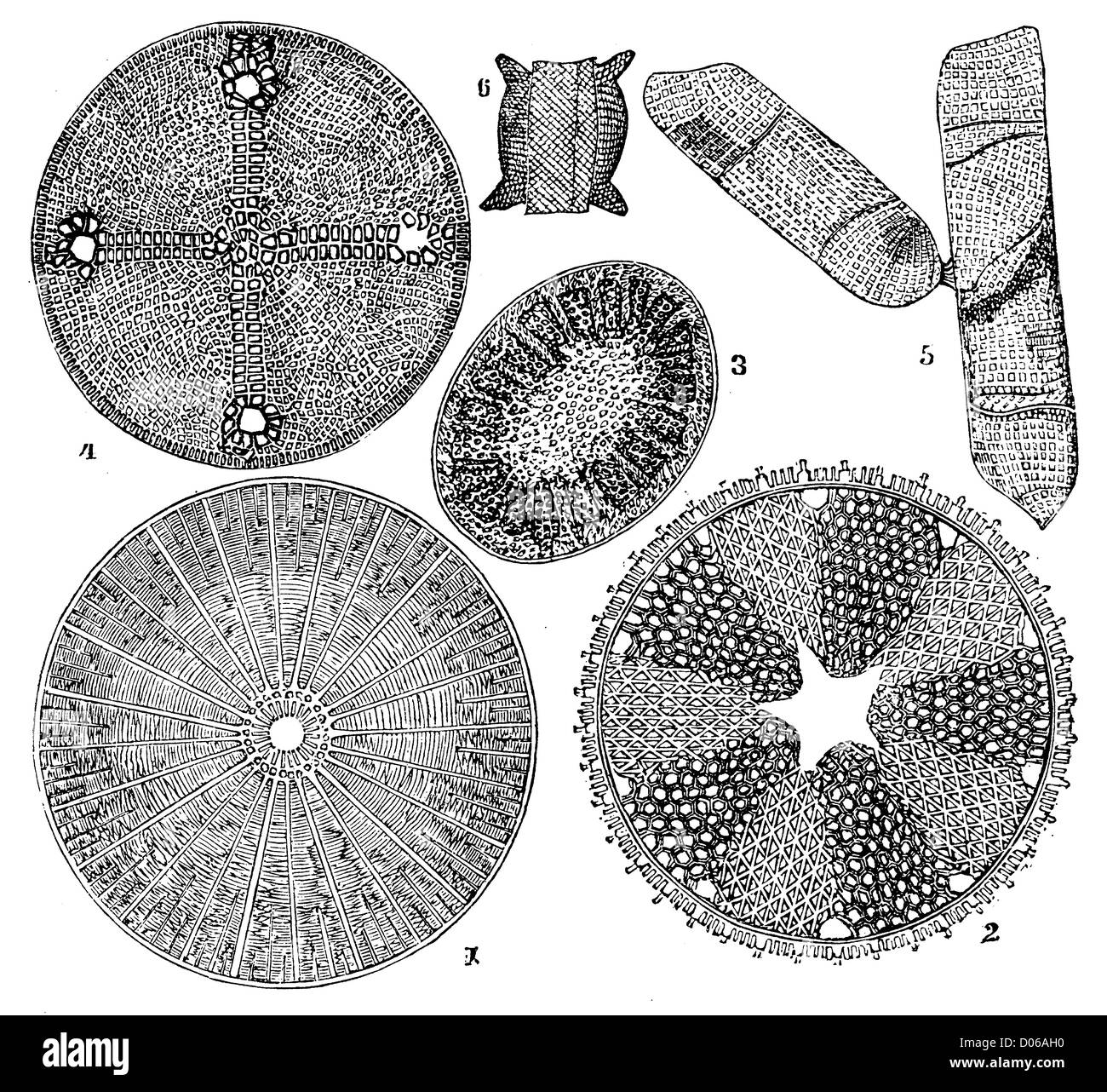 Infusoria hi-res stock photography and images - Alamy