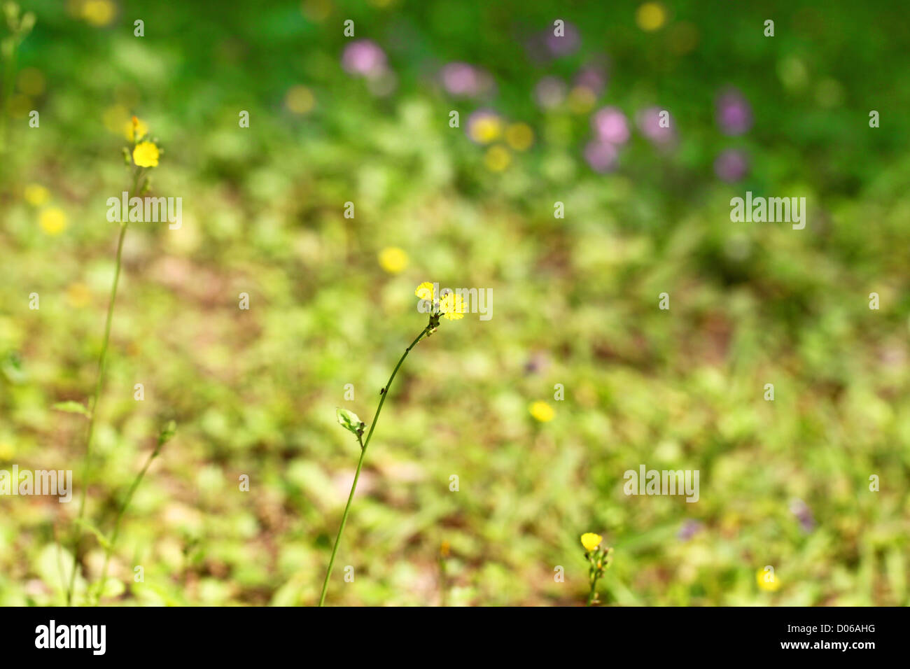 Yellow flowers background Stock Photo - Alamy