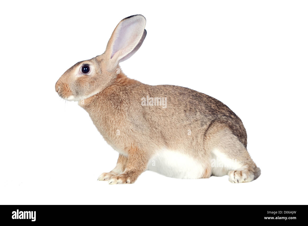 Bunny rabbit side view Cut Out Stock Images & Pictures - Alamy