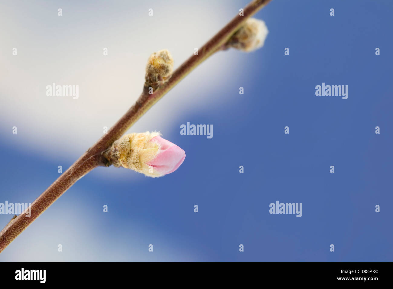 tree branch with pups ready to bloom Stock Photo - Alamy