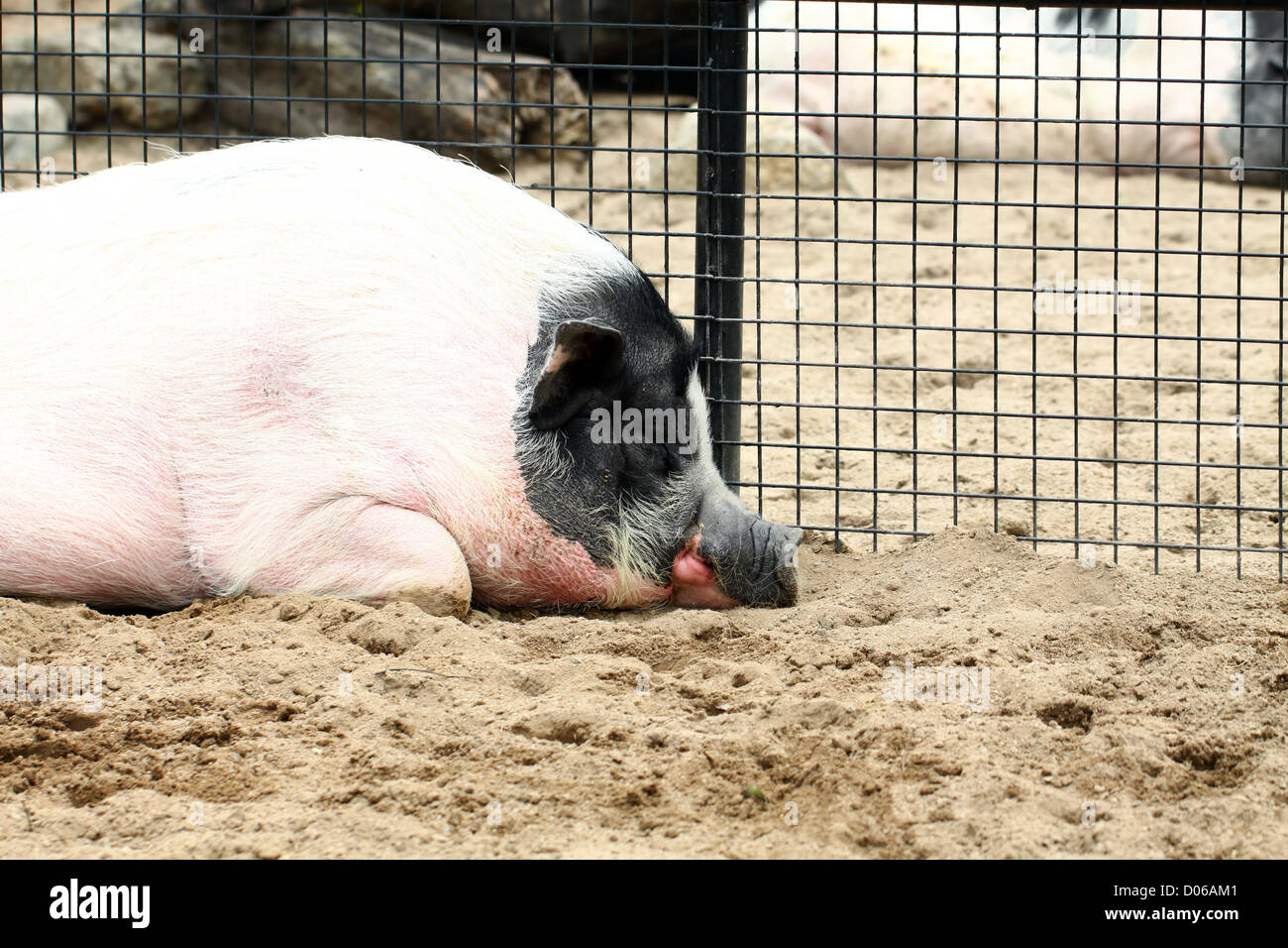 Sleepy pig hi-res stock photography and images - Alamy