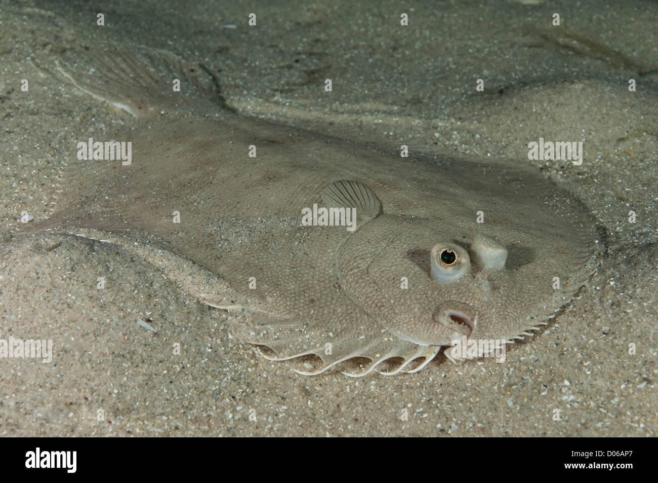 Australian marine life hi-res stock photography and images - Alamy