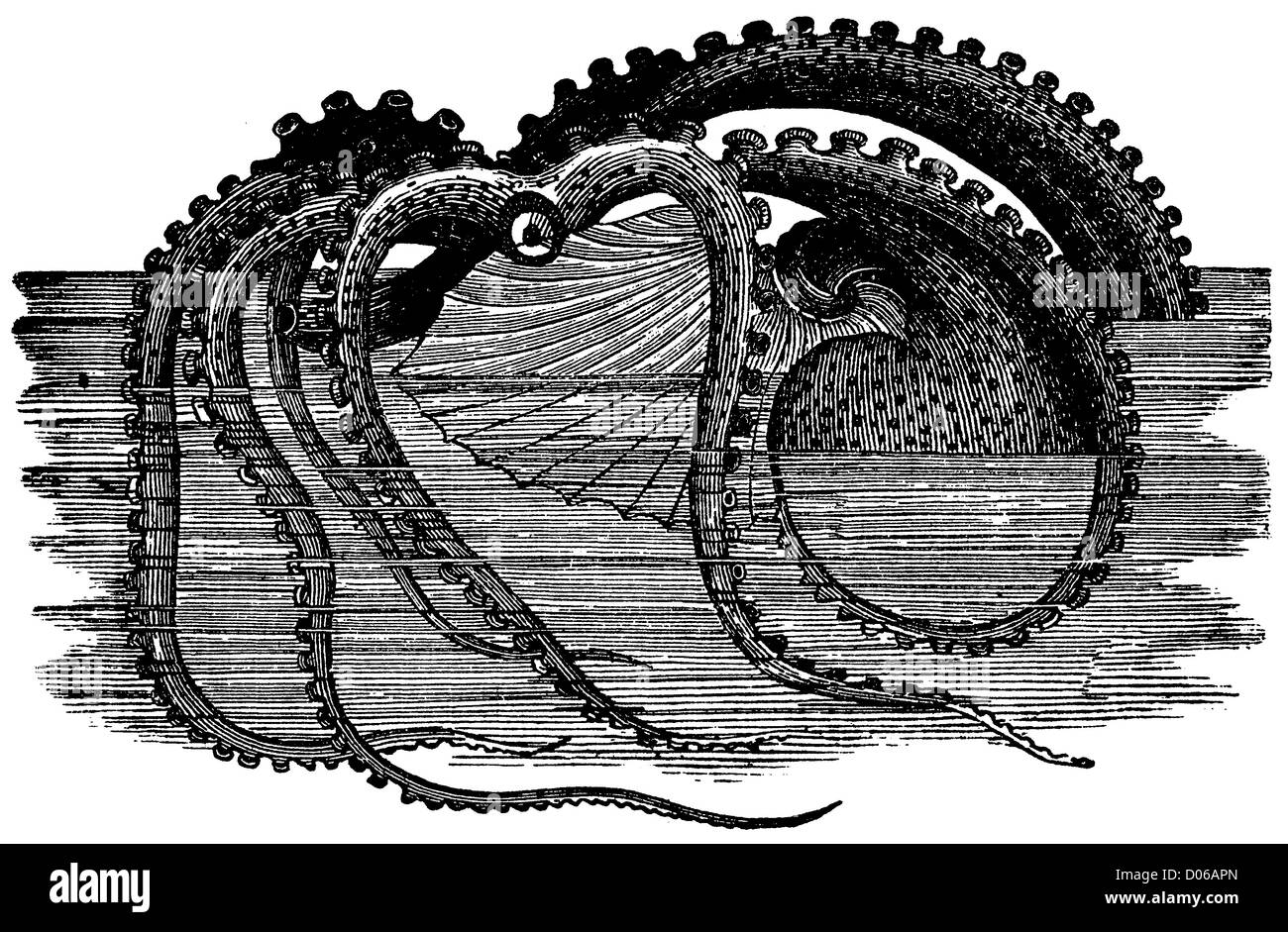 Argonauta hi-res stock photography and images - Alamy