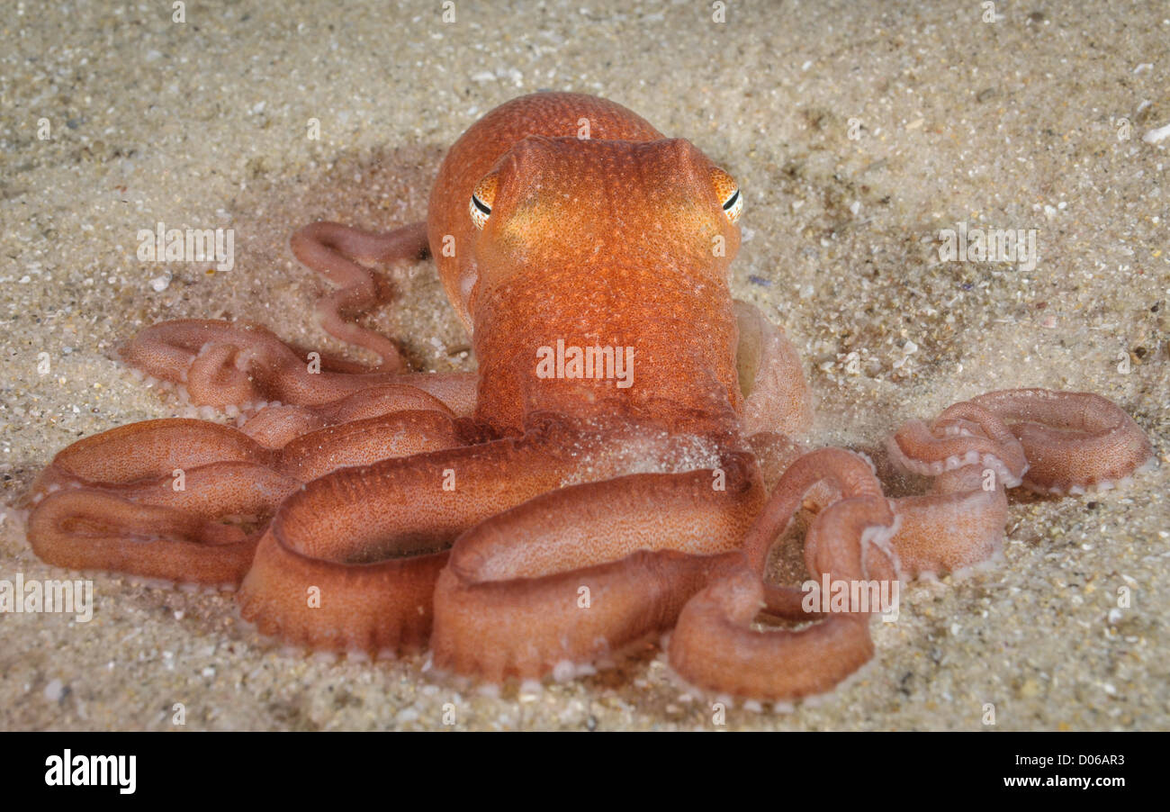 Australian marine life hi-res stock photography and images - Alamy