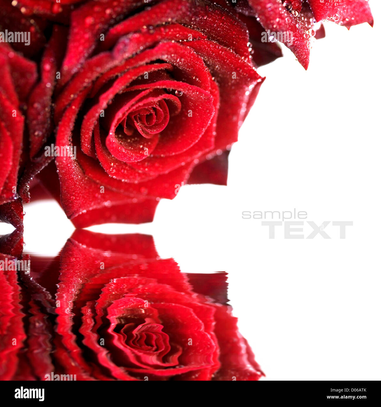 Soft white rose with water droplets hi-res stock photography and images ...