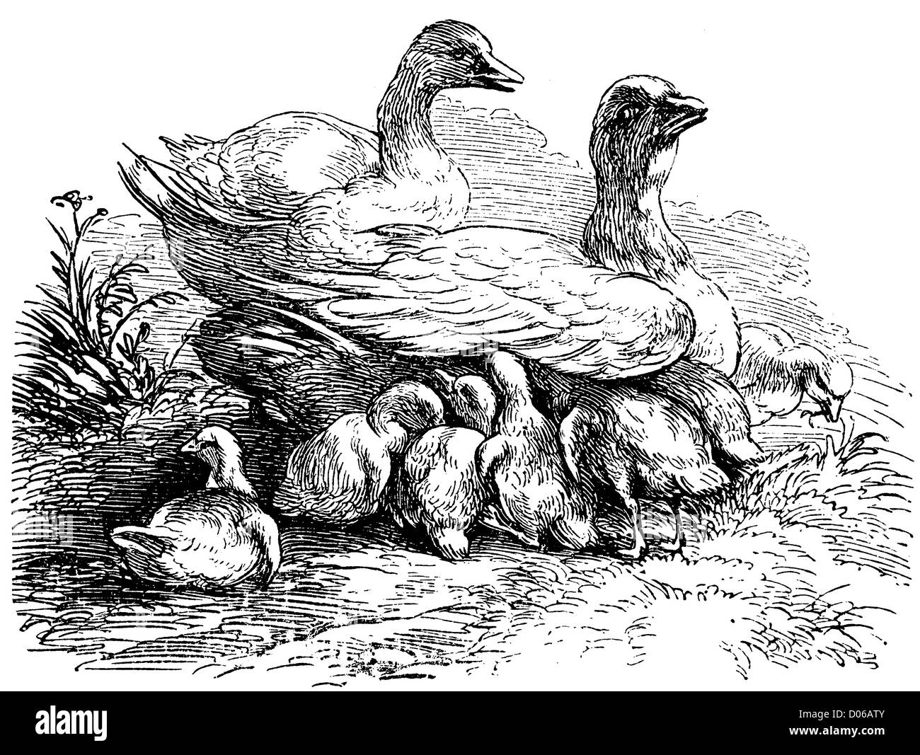 Goose drawing hi-res stock photography and images - Alamy