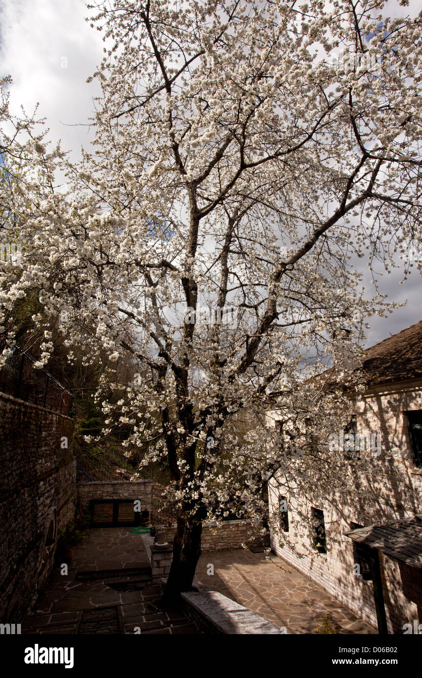 Cherry tree in courtyard, in the village of Dilopho (Dilofo) in the ...