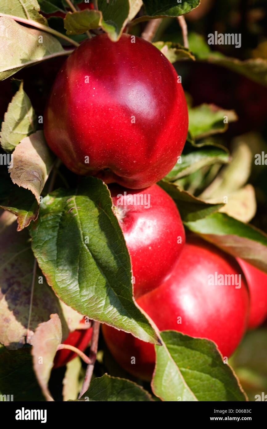 Fall agriculture hi-res stock photography and images - Alamy