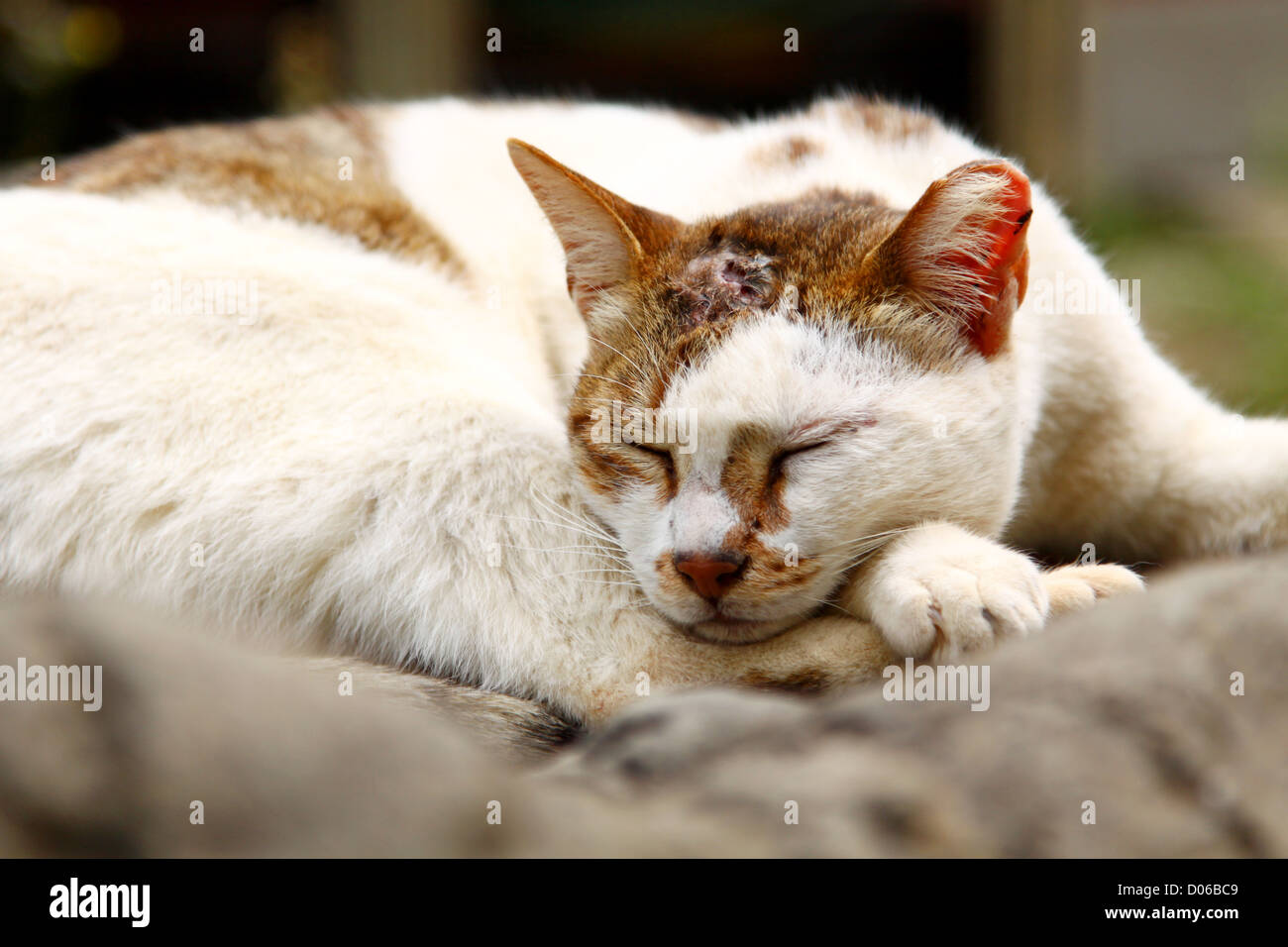 A sleepy cat on floor Stock Photo - Alamy
