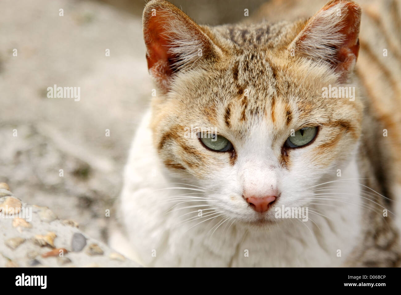 A cat with sharp eyesight Stock Photo - Alamy