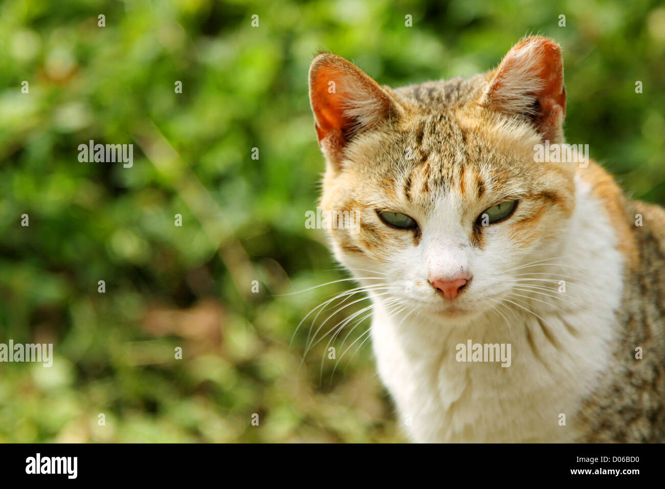 A cat looking Stock Photo - Alamy